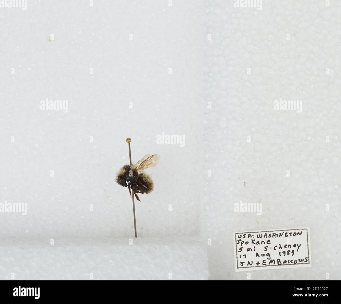 5 miles south of Cheney, Spokane, Washington, United States, Bombus sp ...