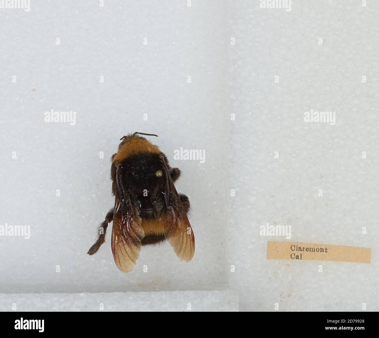 Claremont, Los Angeles, California, United States, Bombus sp., Animalia ...
