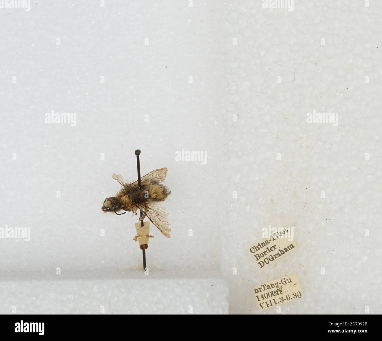 near Tang-Gu, Sichuan, China, Bombus sp., Animalia, Arthropoda, Insecta ...