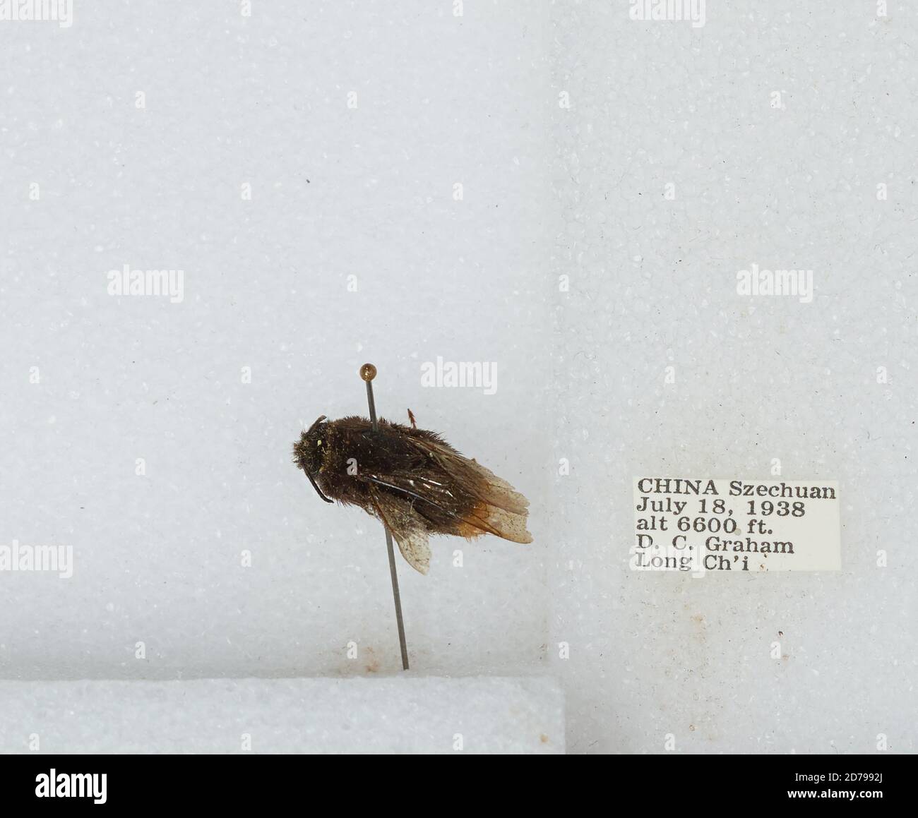 Long Ch'i, Sichuan, China, Bombus sp., Animalia, Arthropoda, Insecta ...