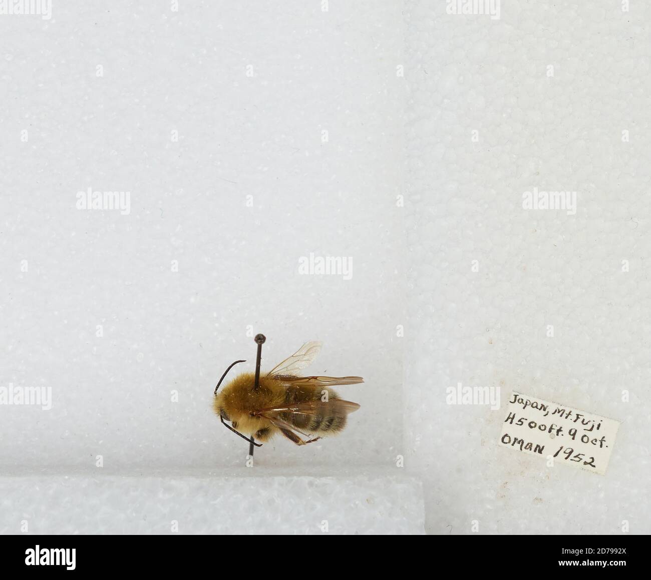 Mount Fuji, Japan, Bombus sp., Animalia, Arthropoda, Insecta ...