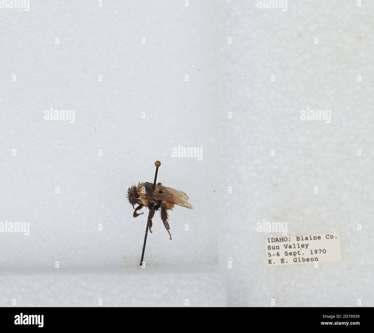 Sun Valley, Blaine, Idaho, United States, Bombus sp., Animalia ...