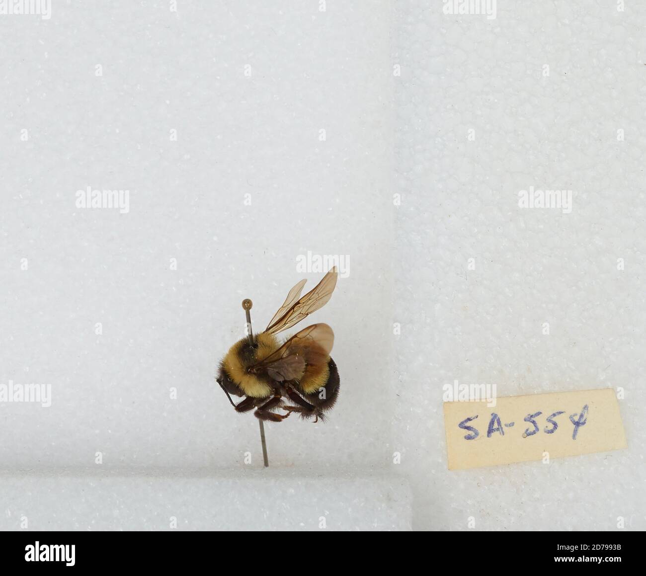 Bombus sp., Animalia, Arthropoda, Insecta, Hymenoptera, Apidae, Apinae ...