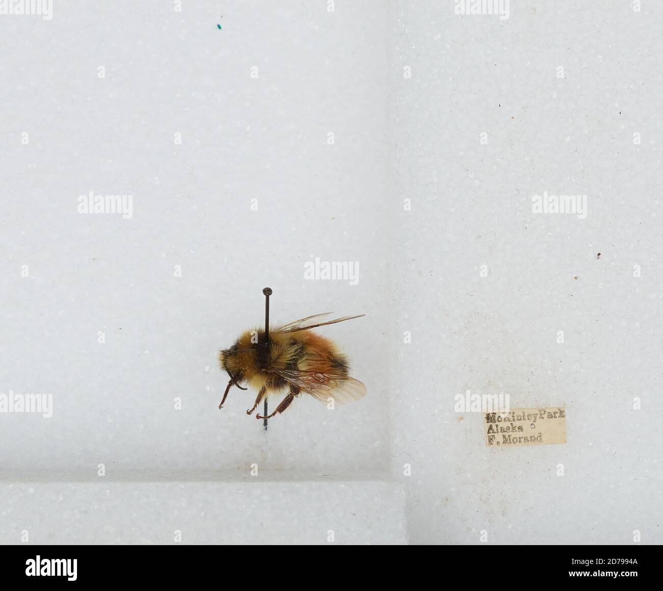 McKinley Park, Denali, Alaska, United States, Bombus sp., Animalia ...