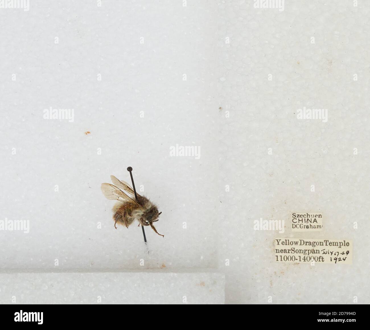 Yellow Dragon Temple near Songpan, Sichuan, China, Bombus sp., Animalia ...