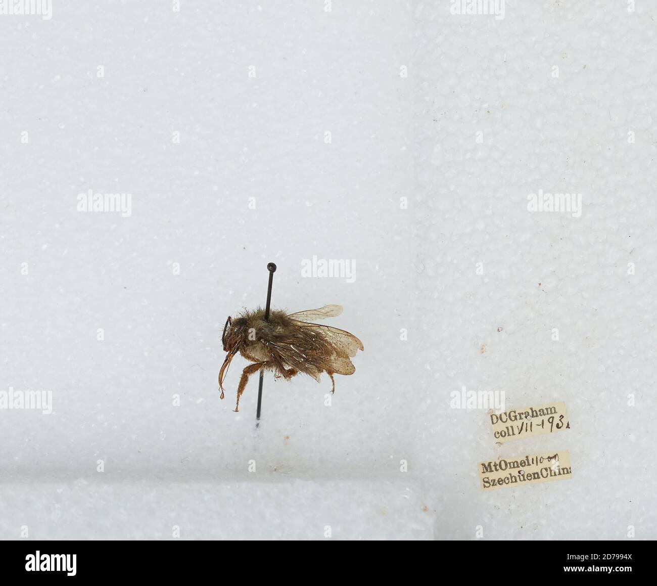 Mt. Emei, Sichuan, China, Bombus sp., Animalia, Arthropoda, Insecta ...