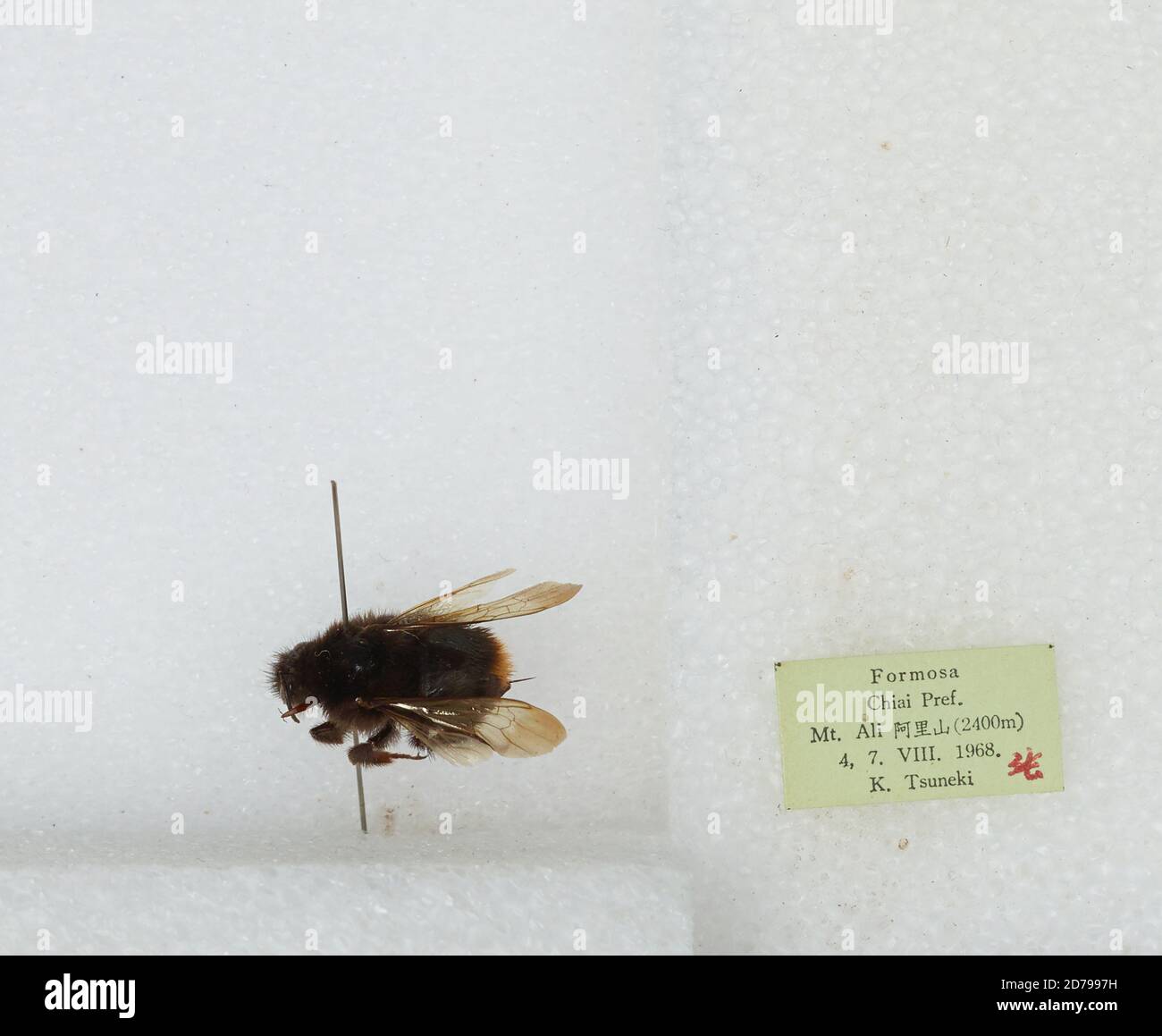 Mt. Ali, Chiayi, Taiwan, Bombus sp., Animalia, Arthropoda, Insecta ...