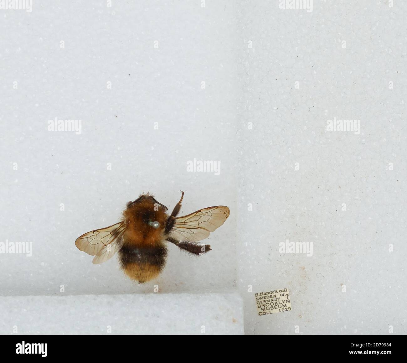 Sweden or Germany, Bombus sp., Animalia, Arthropoda, Insecta ...