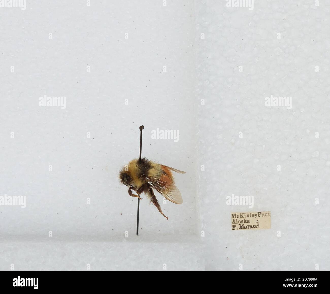 McKinley Park, Denali, Alaska, United States, Bombus sp., Animalia ...