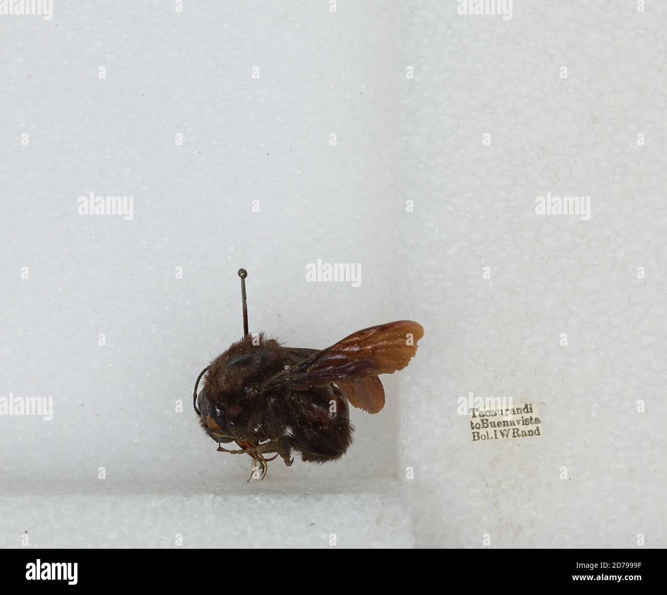 Tacaurandi to Buena Vista, Bolivia, Bombus sp., Animalia, Arthropoda ...