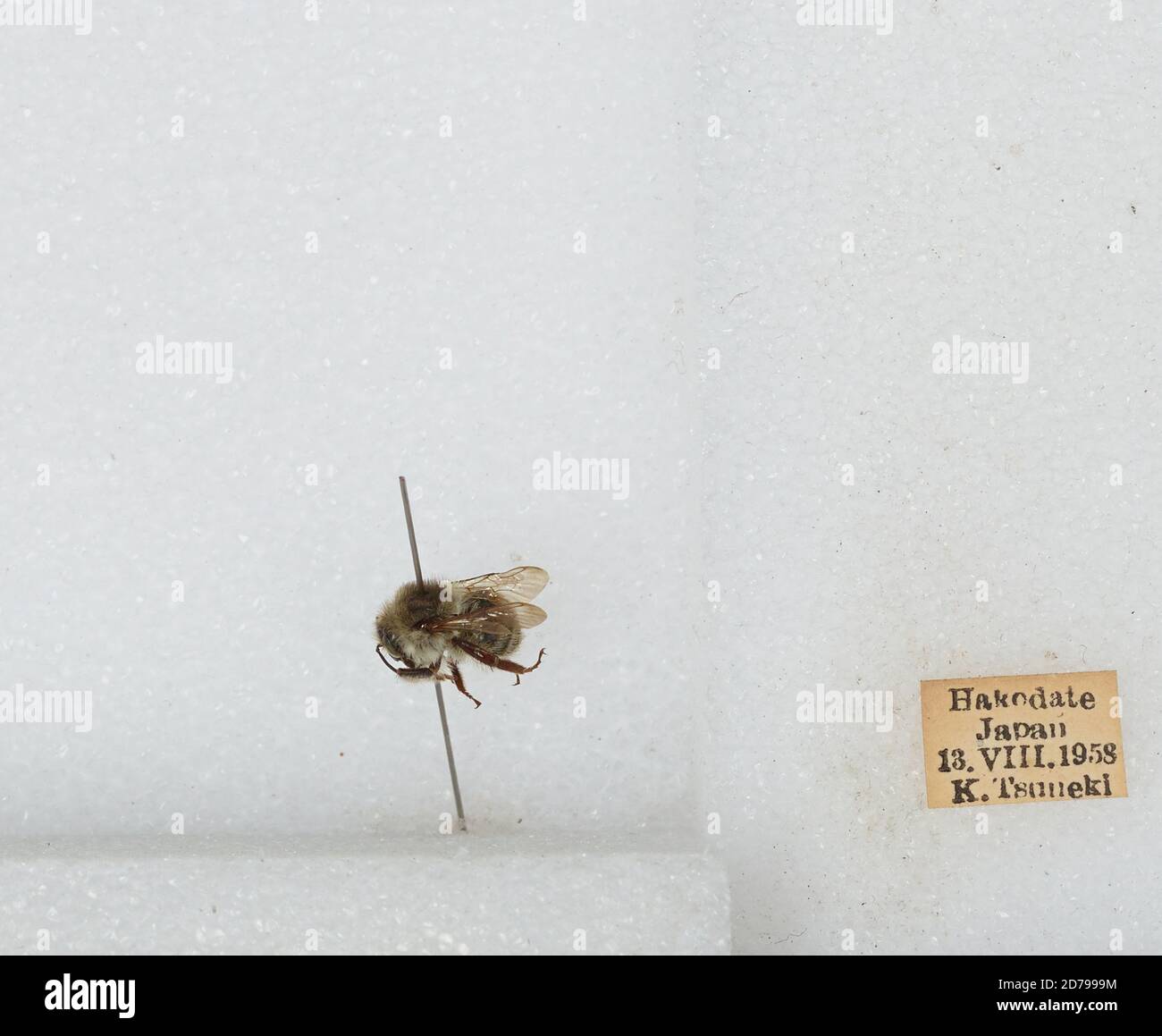 Hakodate, Hokkaido, Japan, Bombus sp., Animalia, Arthropoda, Insecta, Hymenoptera, Apidae ...