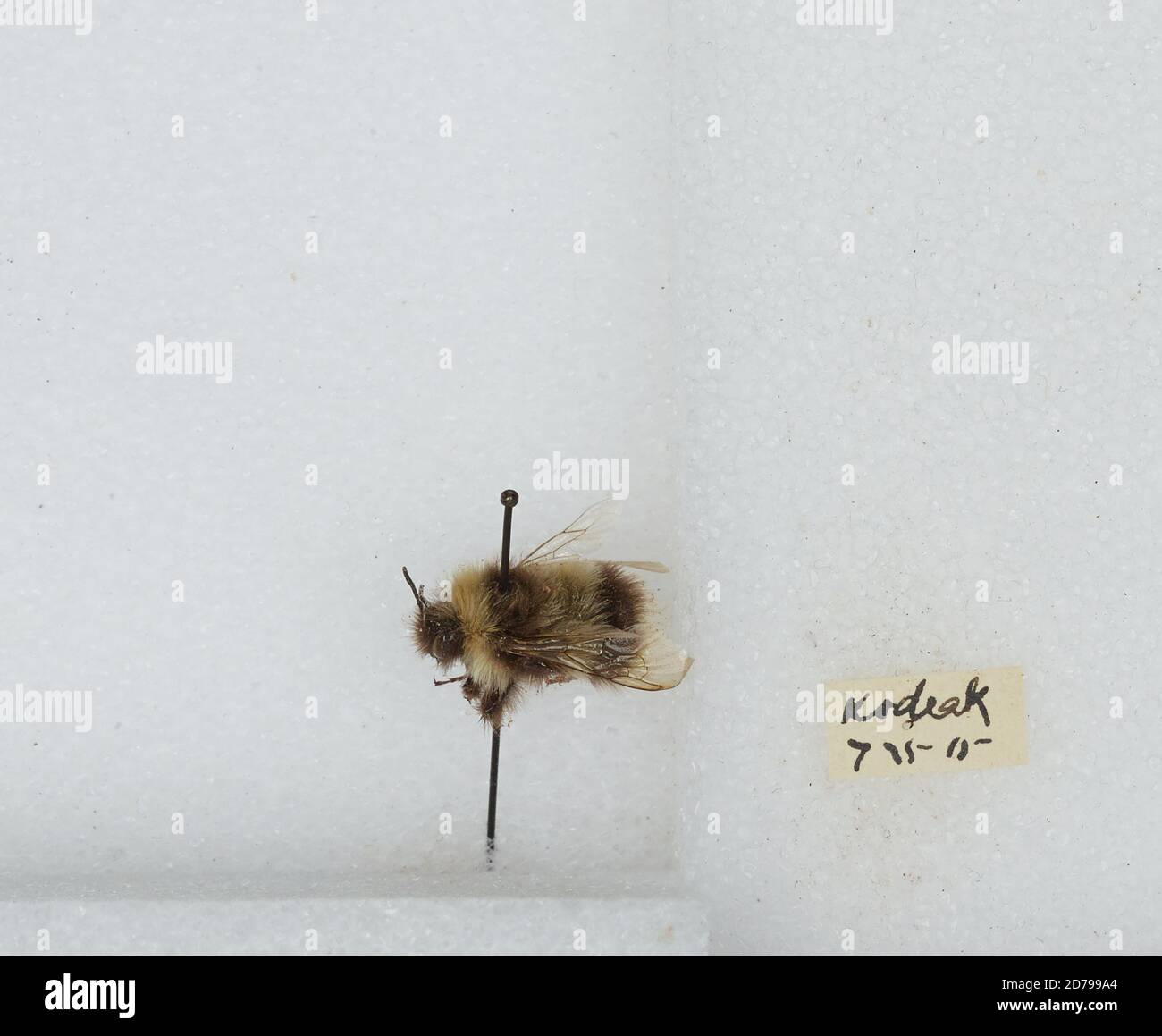 Kodiak, Kodiak Island, Alaska, United States, Bombus sp., Animalia ...
