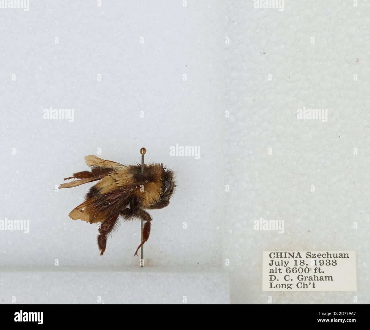 Long Ch'i, Sichuan, China, Bombus sp., Animalia, Arthropoda, Insecta ...