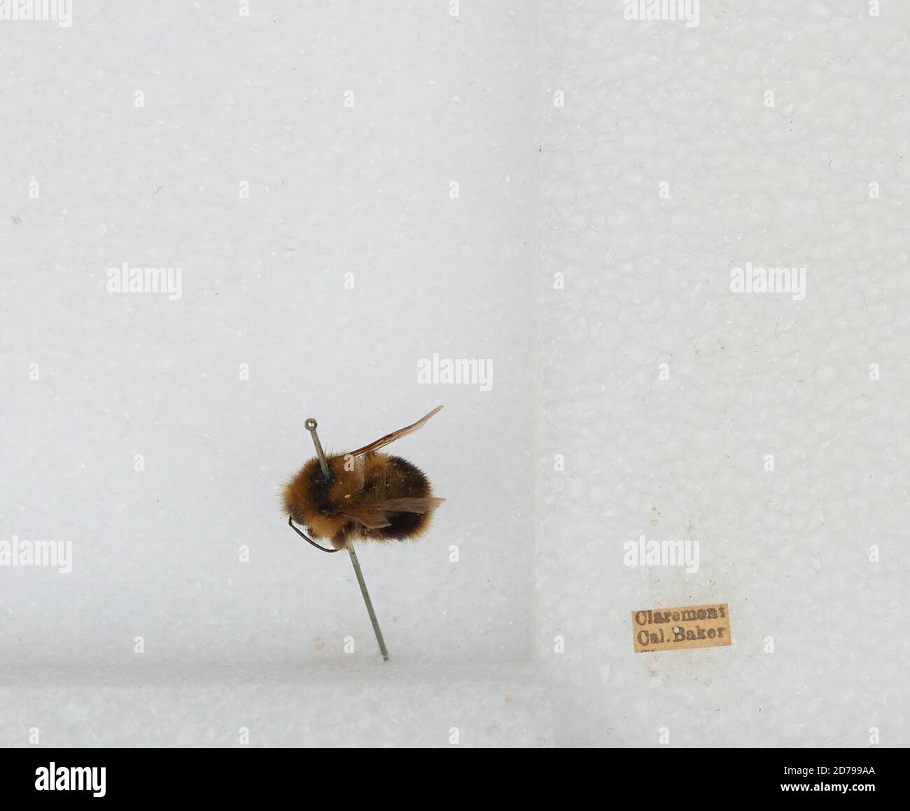 Claremont, Los Angeles, California, United States, Bombus sp., Animalia ...