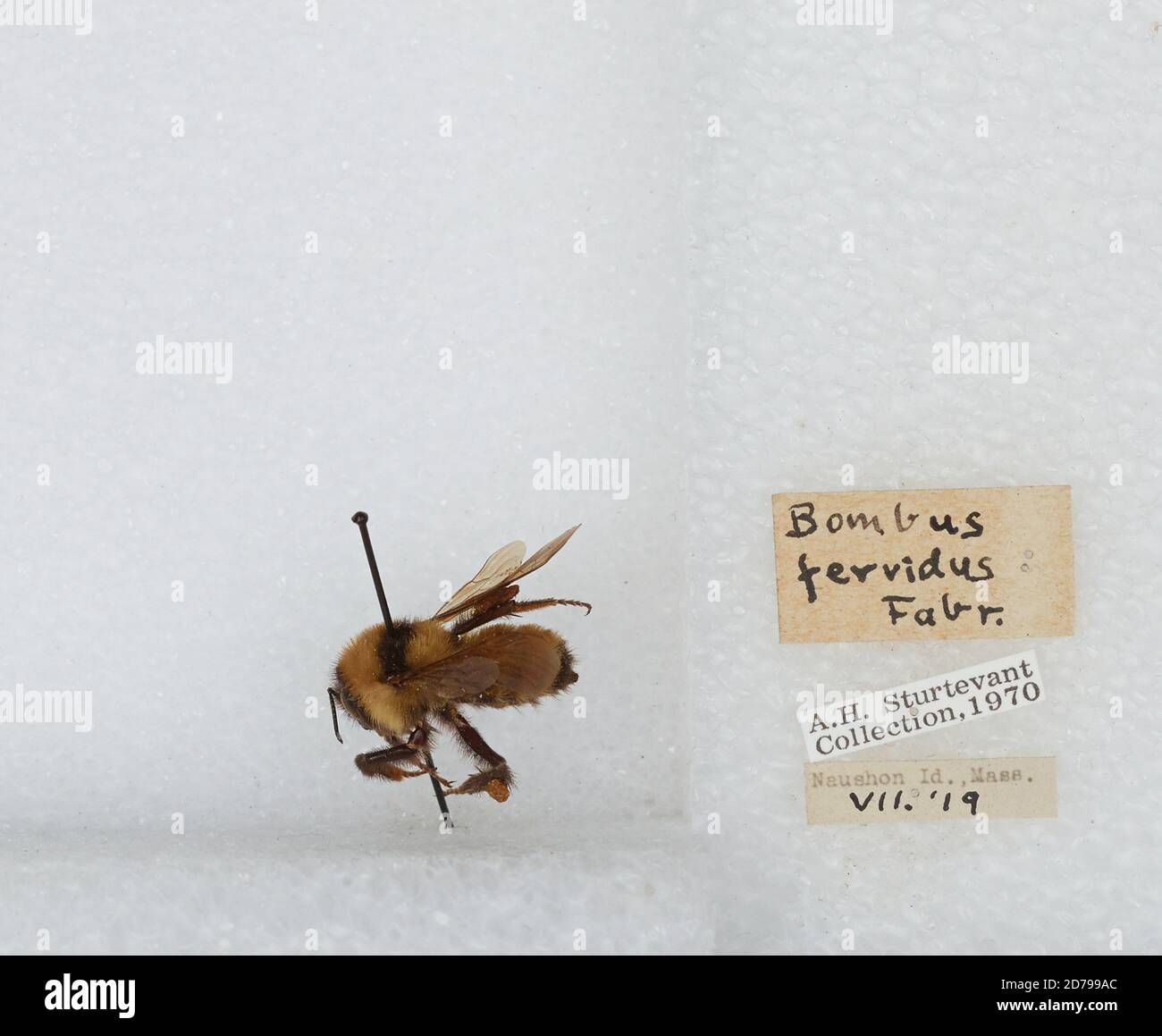 Naushon island hi-res stock photography and images - Alamy