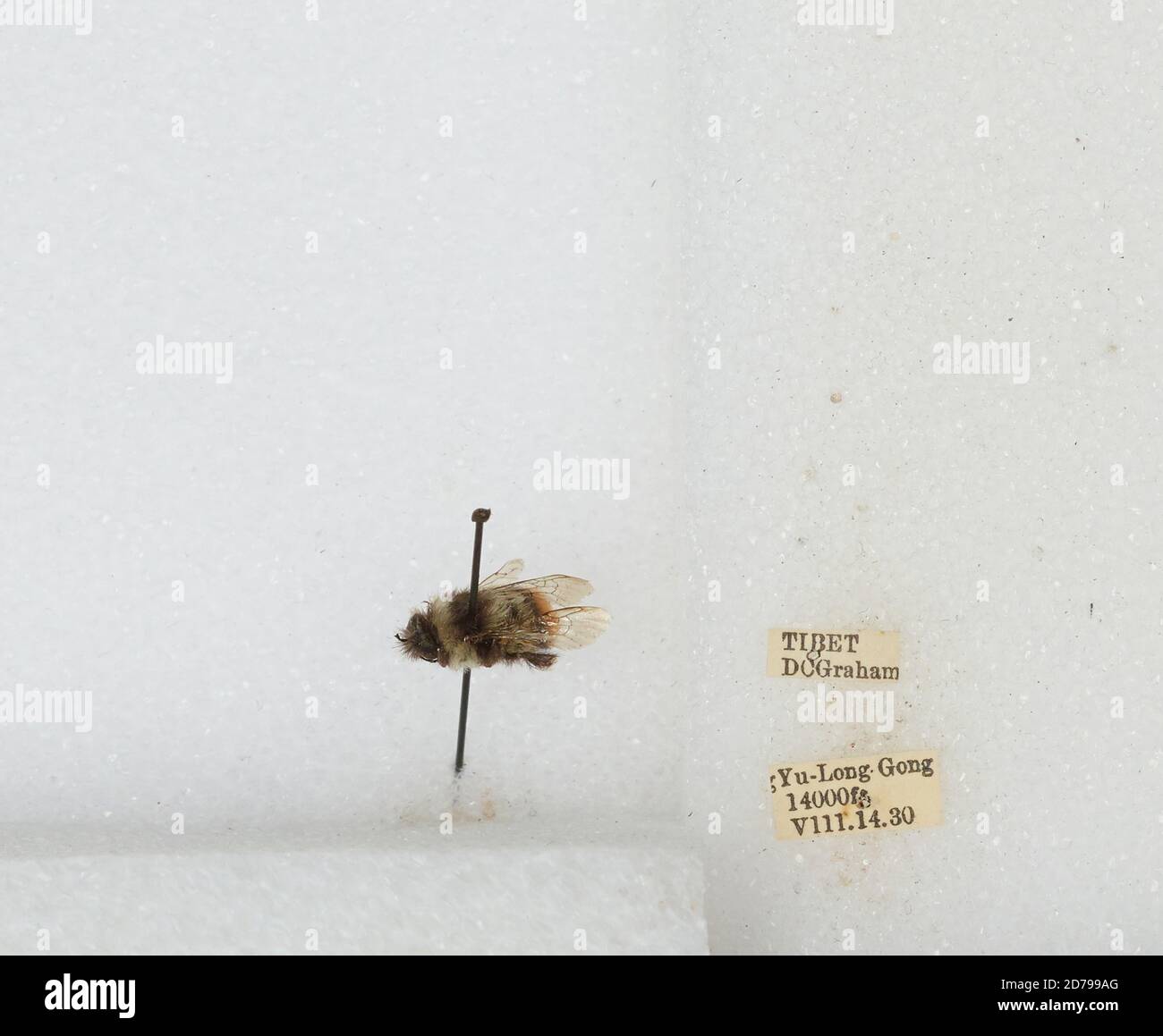 Yu-Long-Gong, Tibet Autonomous Region, China, Bombus sp., Animalia ...