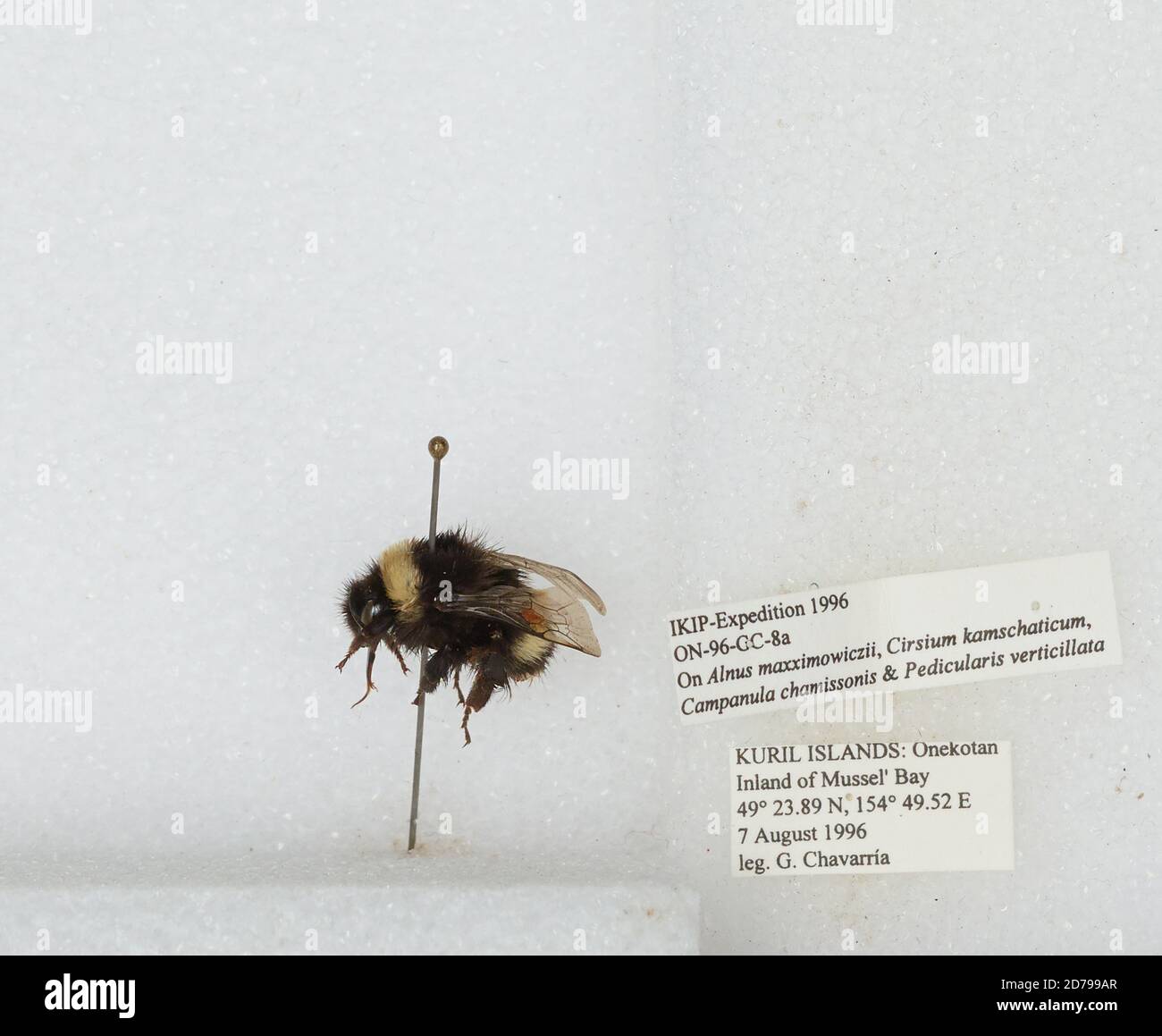 Onekotan Island, inland of Mussel' Bay, Kuril Islands, Sakhalin, Russia ...