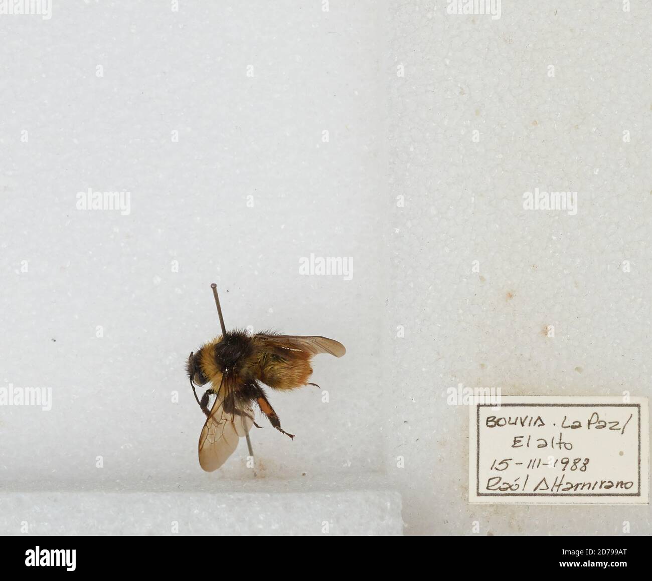 El Alto, La Paz, Bolivia, Bombus sp., Animalia, Arthropoda, Insecta ...