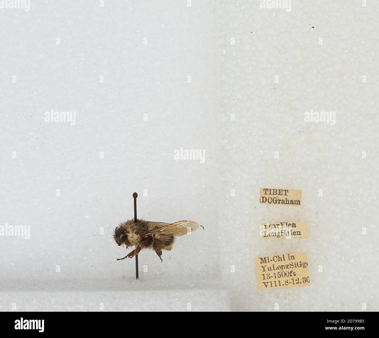 Mi-Chi in Yu Long Si Gorge near Yien Long Shien, Tibet Autonomous ...