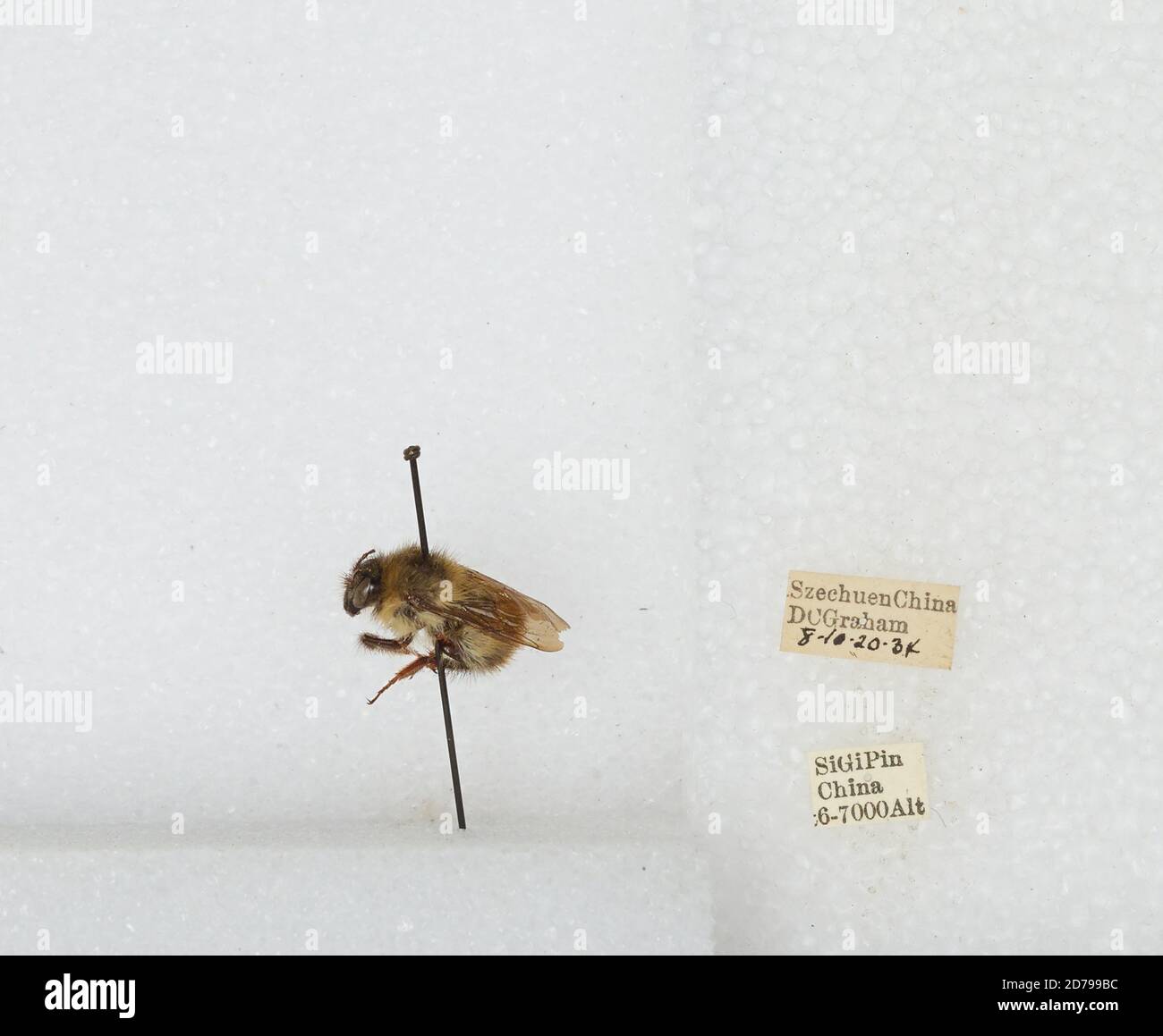 Si Gi Pin, Sichuan, China, Bombus sp., Animalia, Arthropoda, Insecta ...
