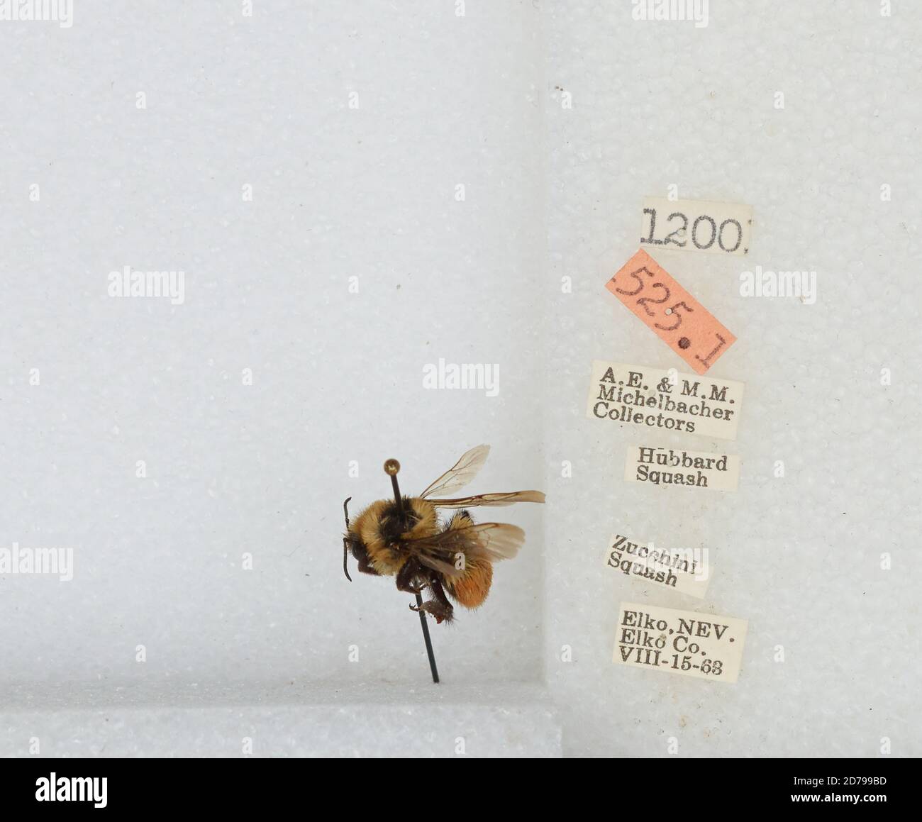 Elko, Nevada, United States, Bombus sp., Animalia, Arthropoda, Insecta ...