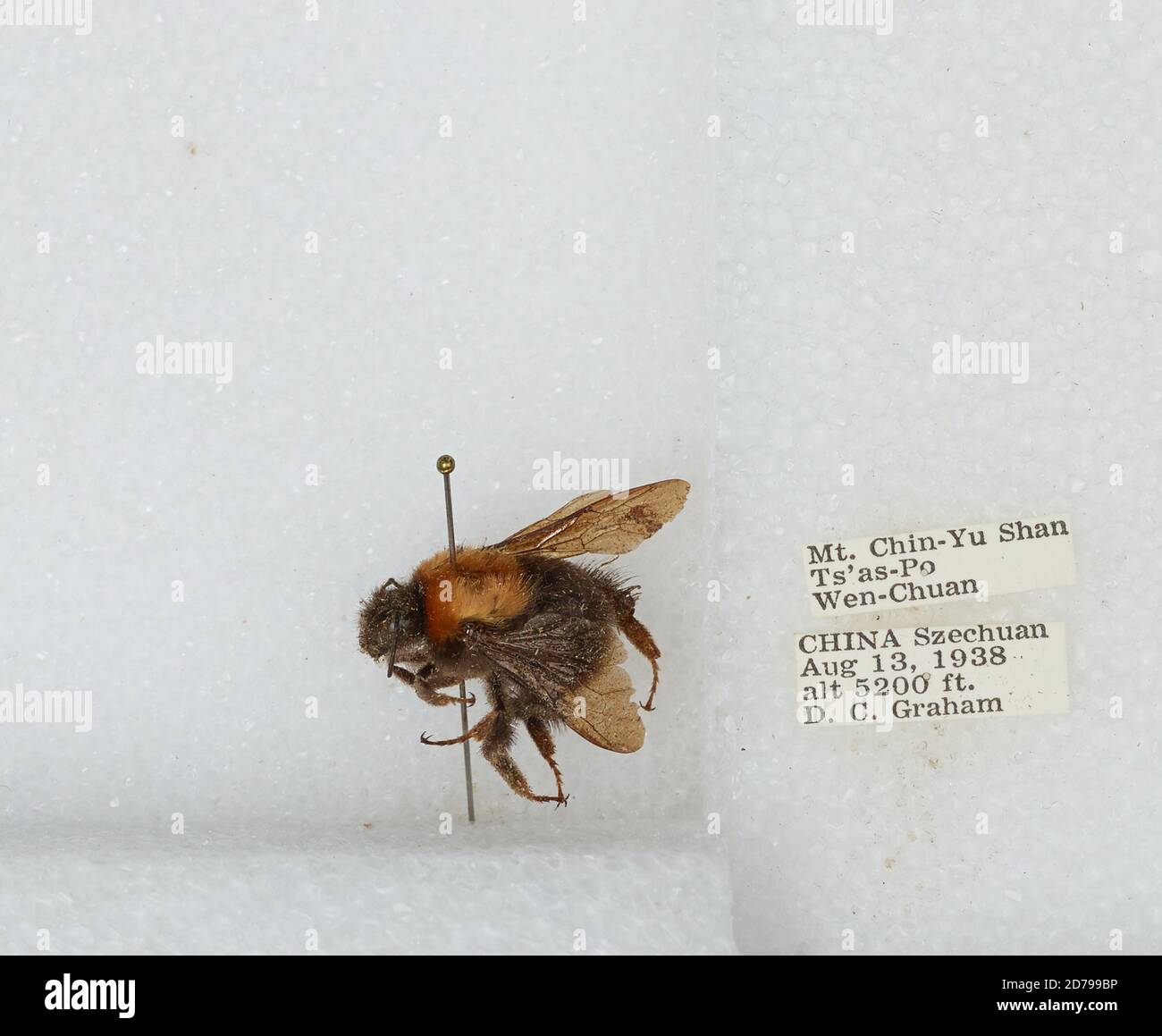 Mt. Chin-Yu Shan Ts'as-Po, Wenchuan Xian, Sichuan, China, Bombus sp ...