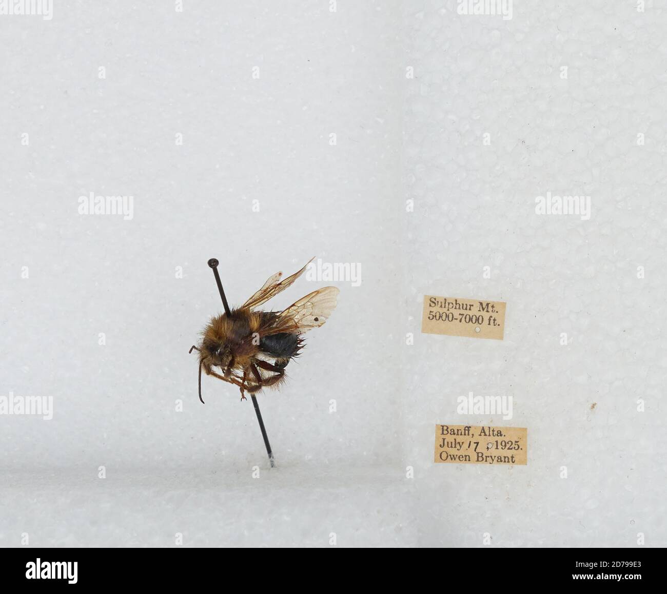 Sulphur Mountain, Banff, Alberta, Canada, Bombus sp., Animalia ...