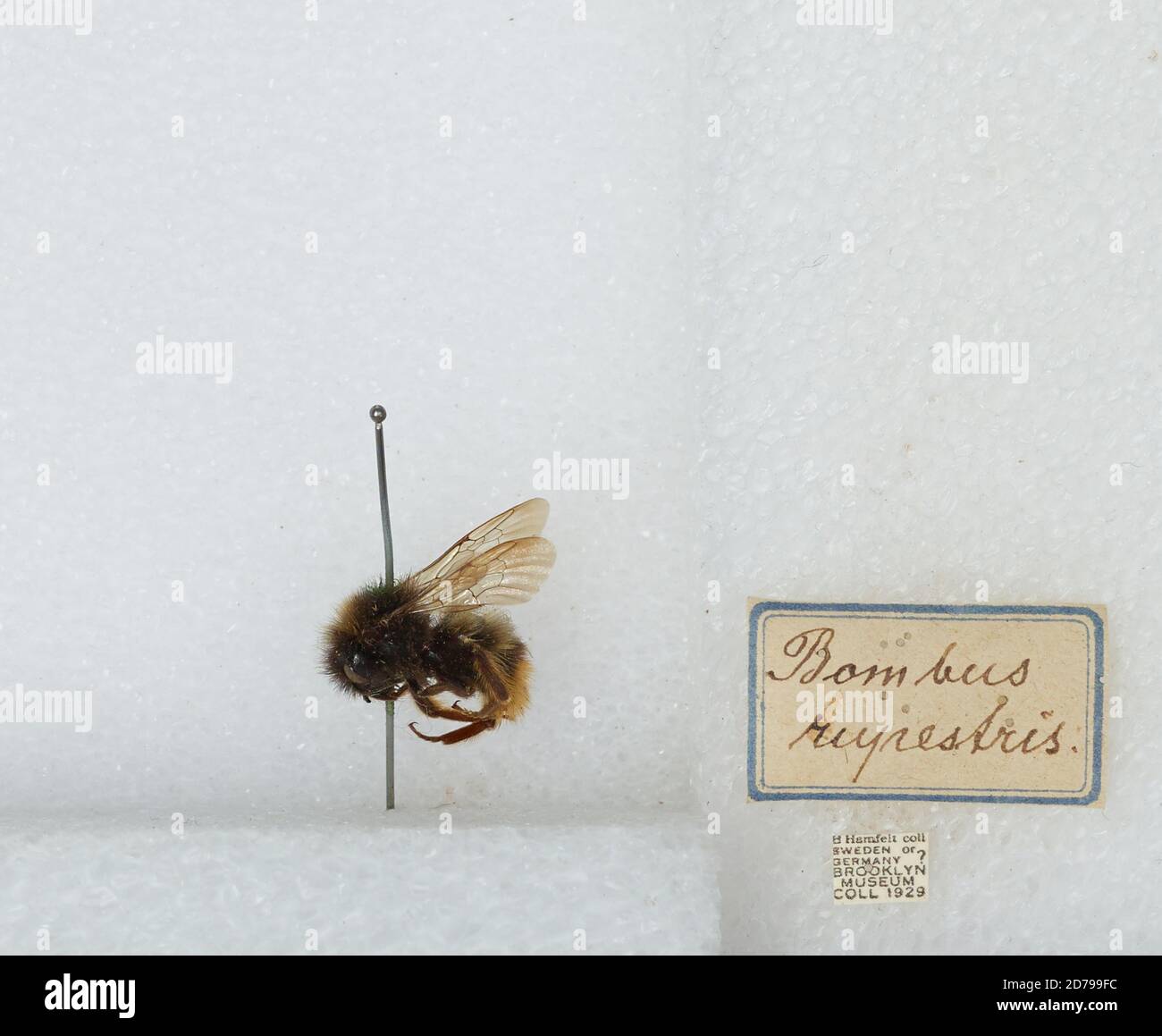 Sweden or Germany, Bombus sp., Animalia, Arthropoda, Insecta ...