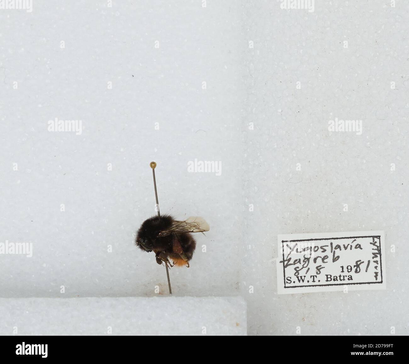 Zagreb, Croatia, Bombus sp., Animalia, Arthropoda, Insecta, Hymenoptera ...