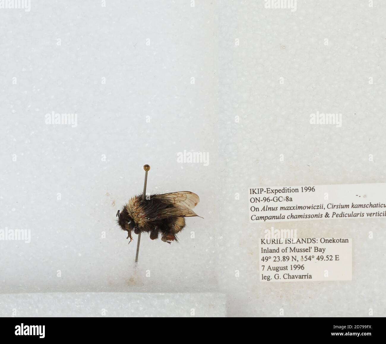 Onekotan Island, inland of Mussel' Bay, Kuril Islands, Sakhalin, Russia ...