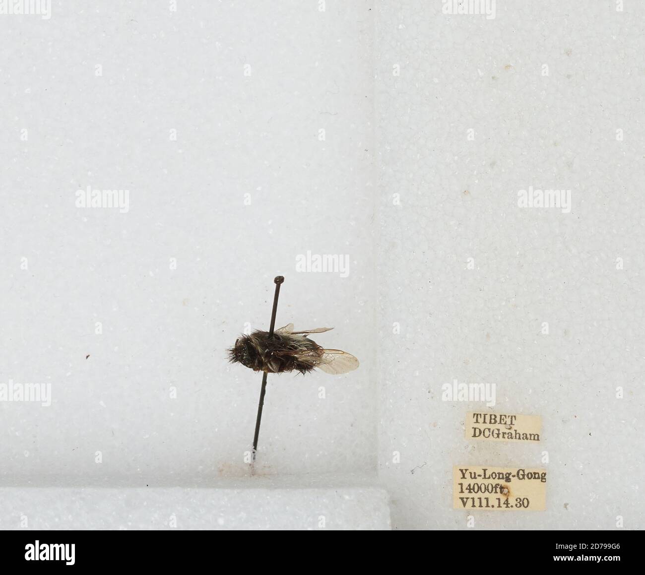 Yu-Long-Gong, Tibet Autonomous Region, China, Bombus sp., Animalia ...