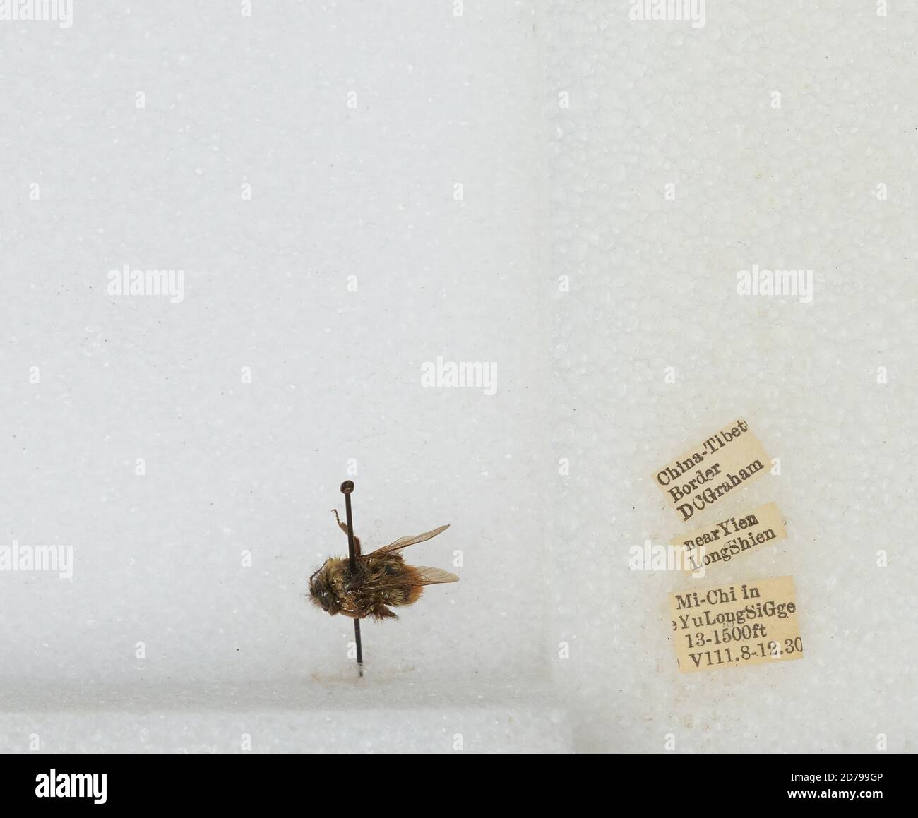 China-Tibet border, Mi-Chi in Yu Long Si Gorge near Yien Long Shien ...