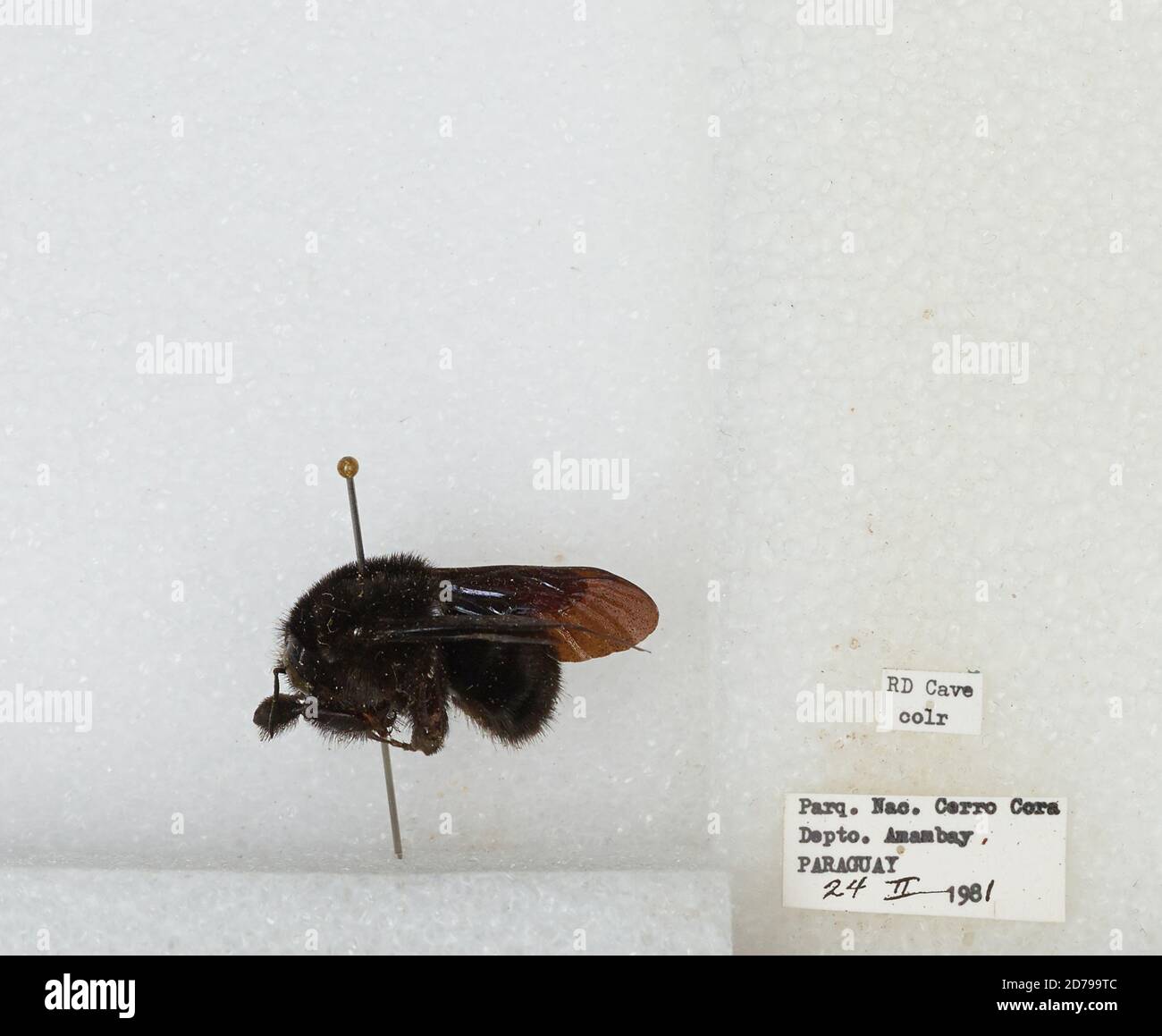 Parque Nacional Cerro Corá, Amambay, Paraguay, Bombus sp., Animalia ...