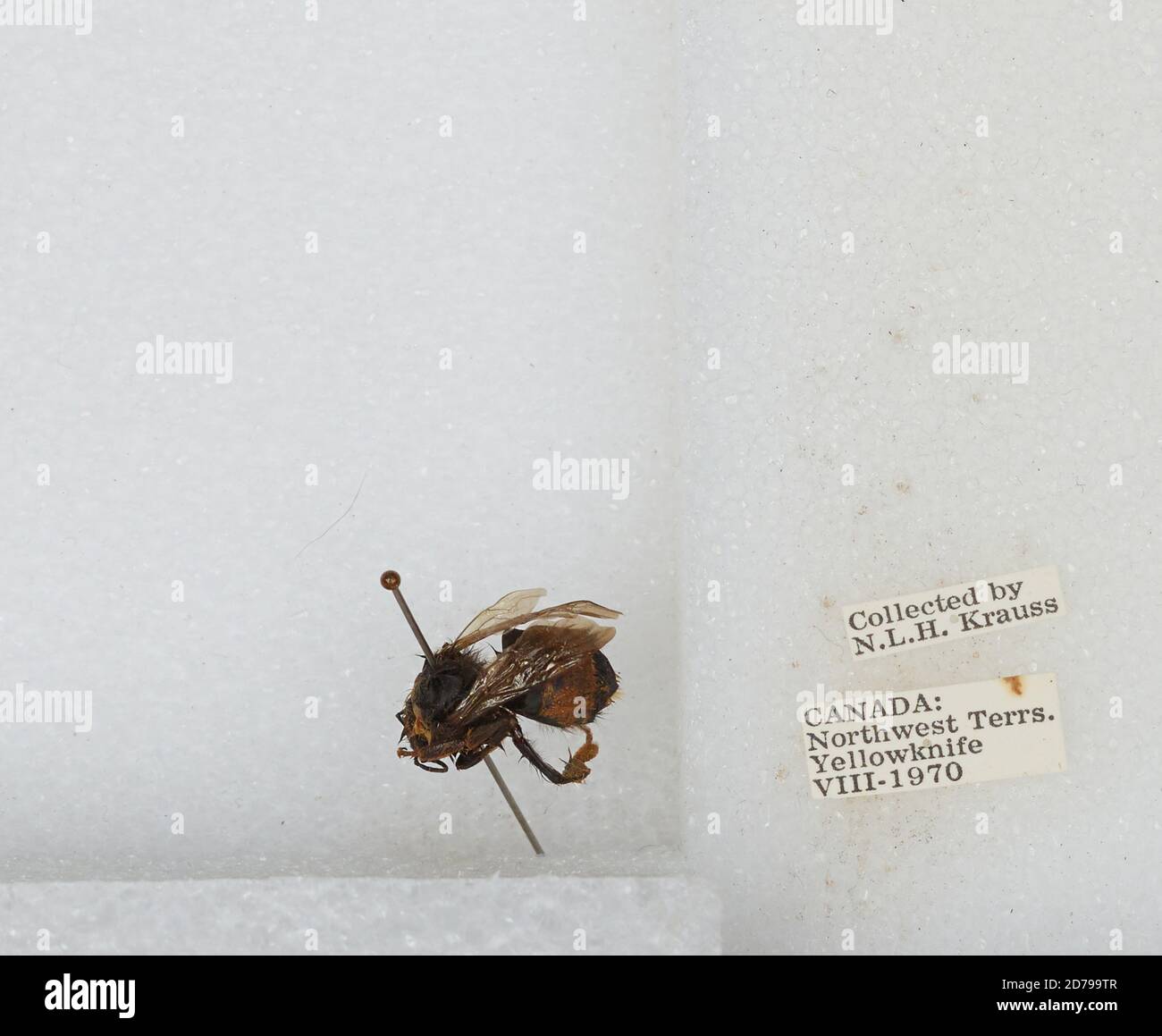 Yellowknife, Northwest Territories, Canada, Bombus sp., Animalia ...