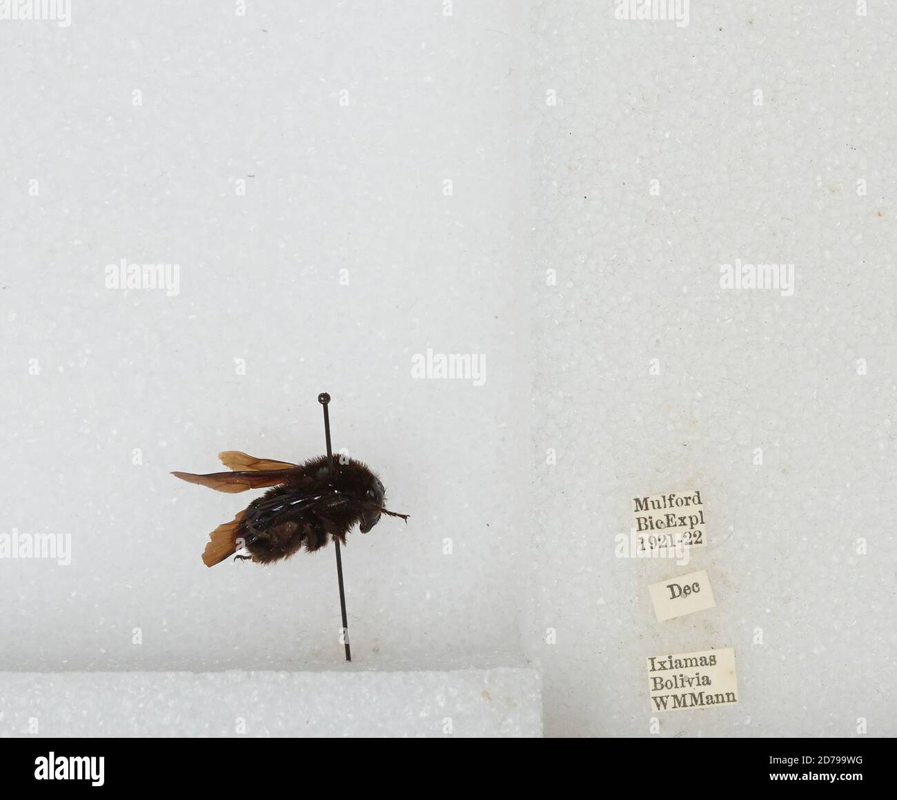 Ixiamas, La Paz, Bolivia, Bombus sp., Animalia, Arthropoda, Insecta ...