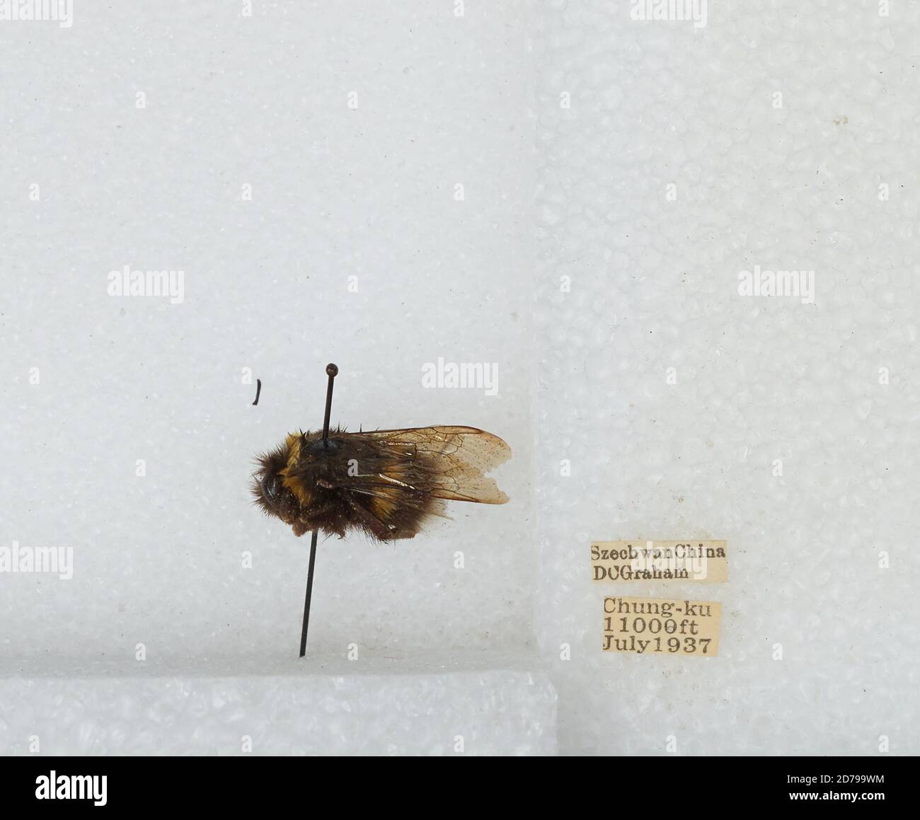 Chung-ku, Sichuan, China, Bombus sp., Animalia, Arthropoda, Insecta ...