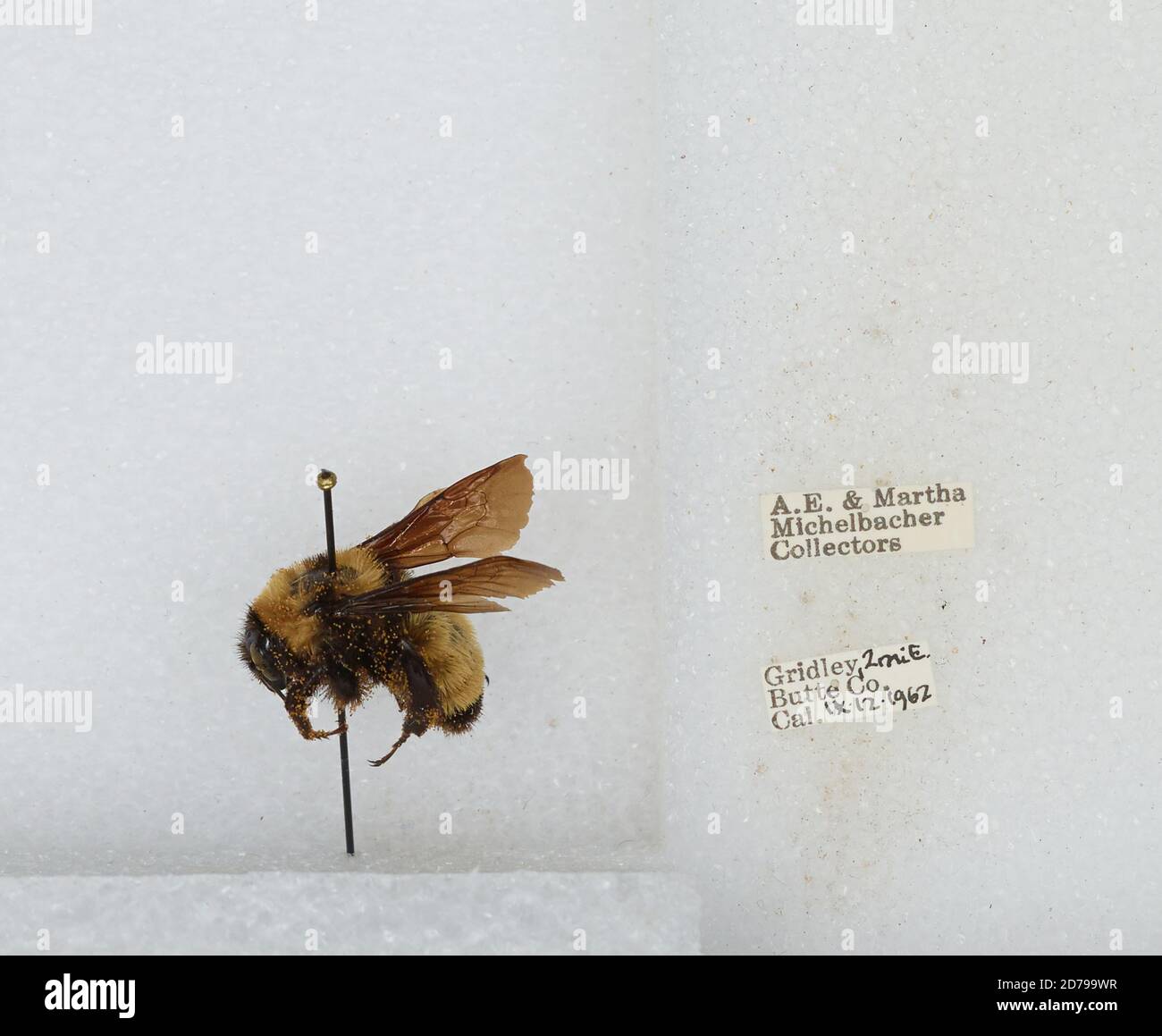 2 miles East of Gridley, Butte, California, United States, Bombus sp ...