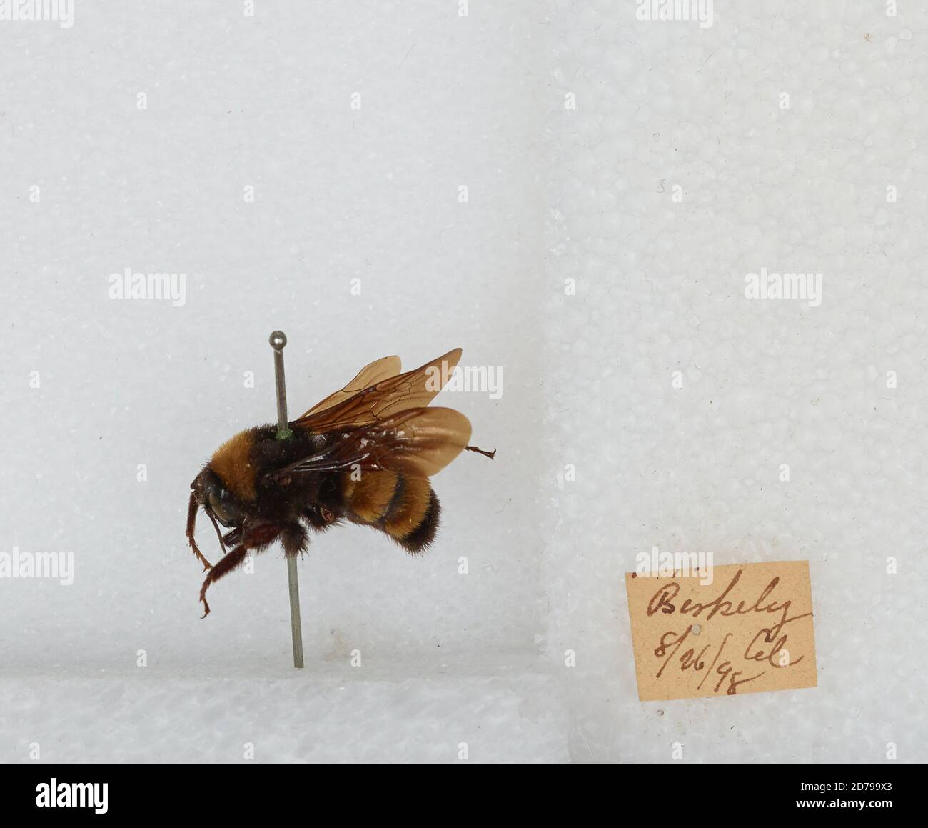 Berkley, Adams, Colorado, United States, Bombus sp., Animalia ...