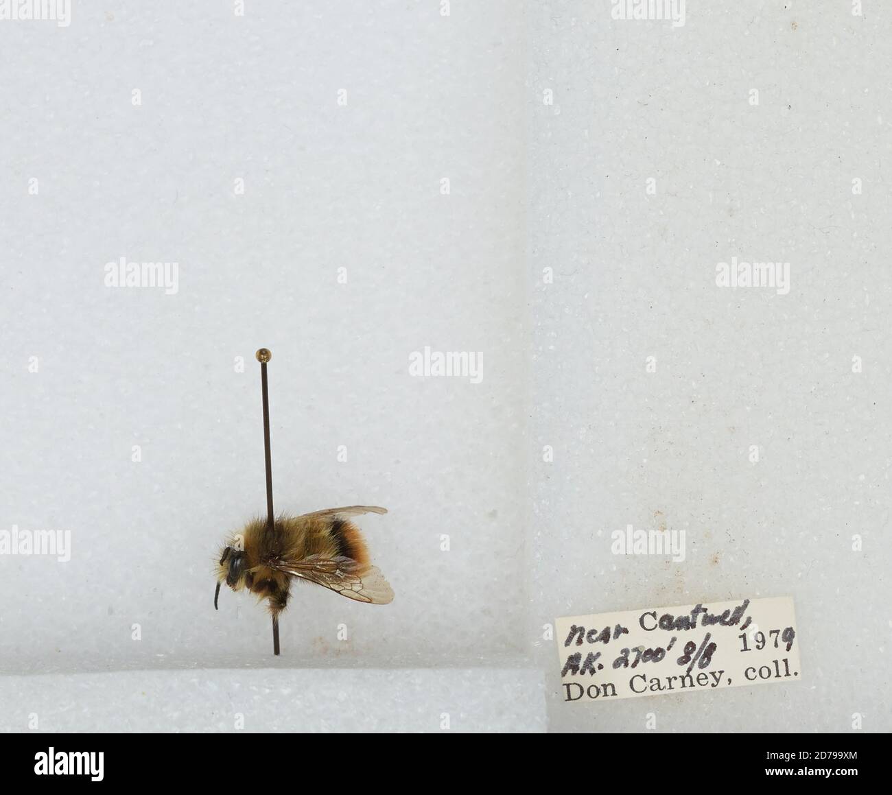 near Cantwell, Denali, Alaska, United States, Bombus sp., Animalia ...