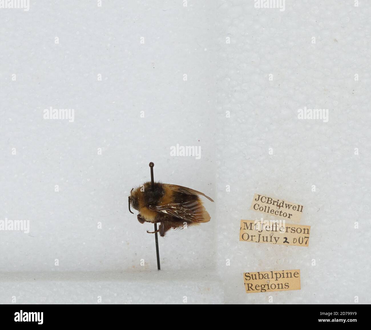 Mount Jefferson, Subalpine Regions, Linn, Oregon, United States, Bombus ...