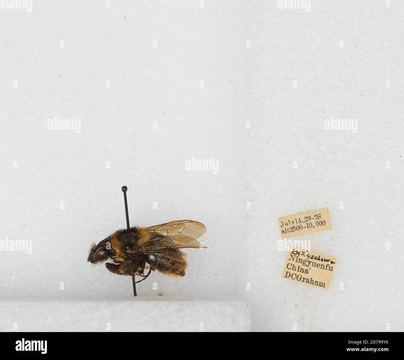 Between Yucheng & Xichang, Sichuan, China, Bombus sp., Animalia ...