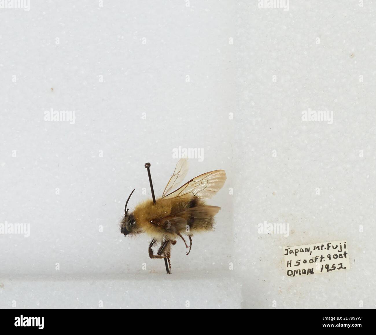 Mount Fuji, Japan, Bombus sp., Animalia, Arthropoda, Insecta ...