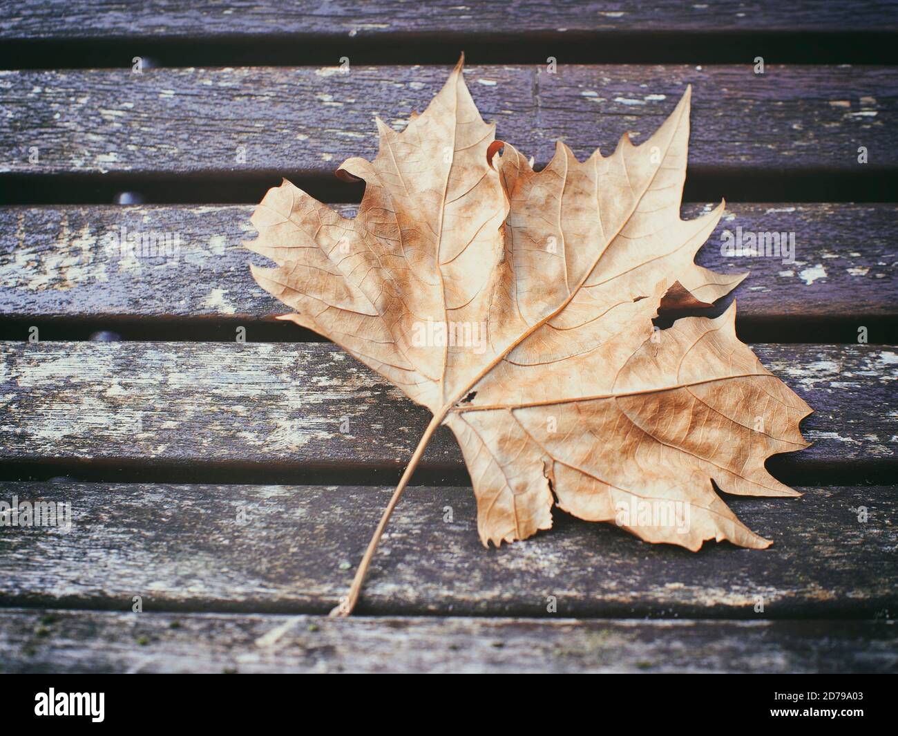Fallen leaf hi-res stock photography and images - Alamy