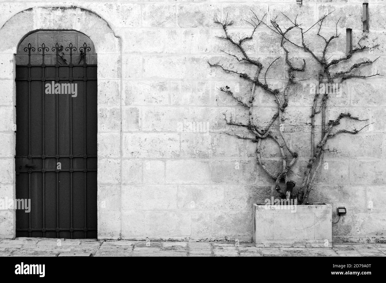 Old door plant in hi-res stock photography and images - Alamy