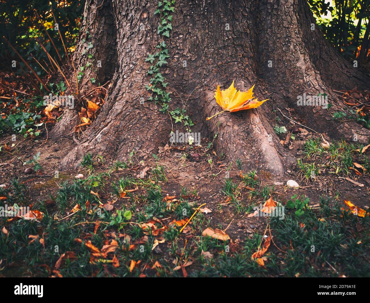 Golden leaf hi-res stock photography and images - Alamy