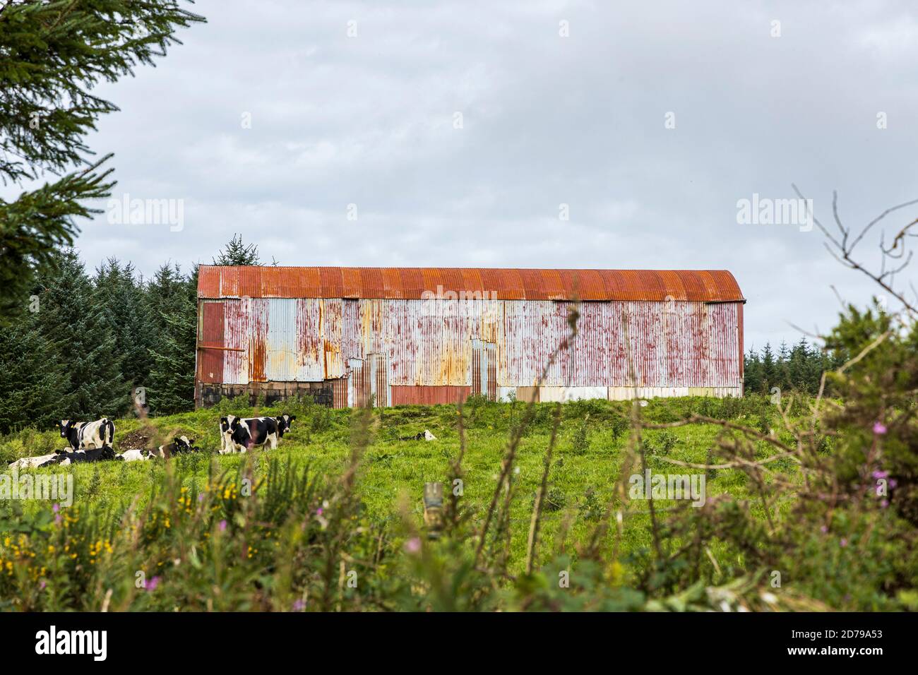Cows and red barn hi-res stock photography and images - Alamy