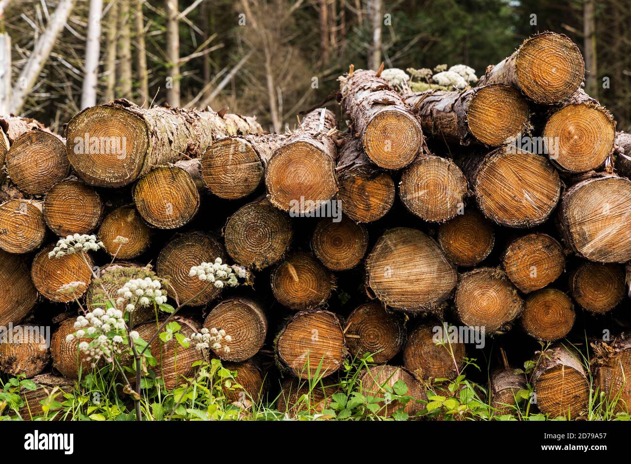 Log piles hi-res stock photography and images - Alamy