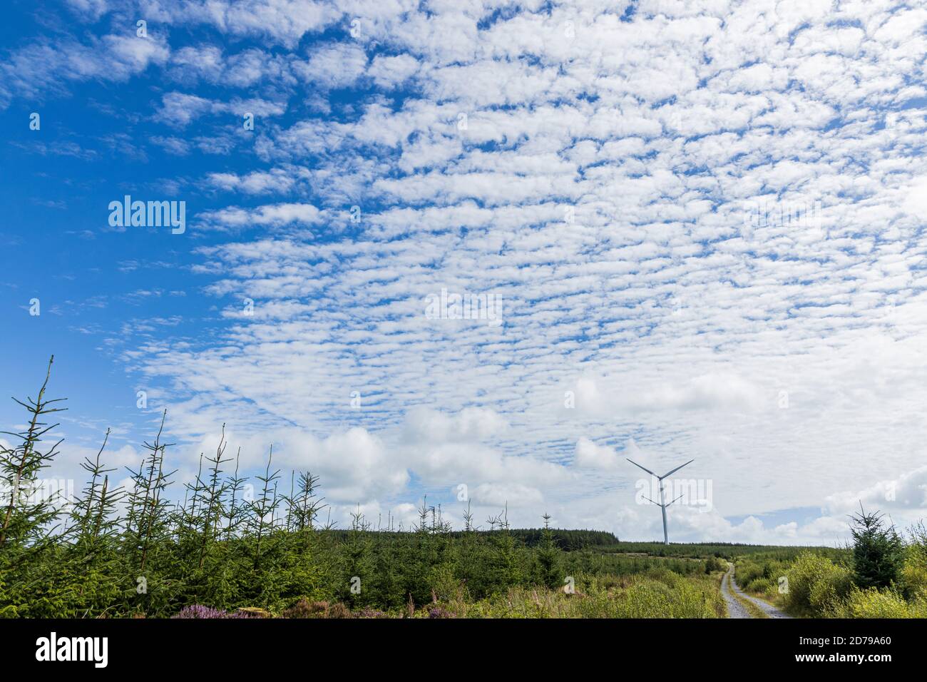 Mackrel sky, clouds over the wind turbines at Knockduff windfarm near ...