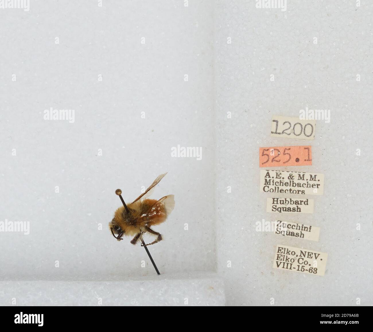 Elko, Nevada, United States, Bombus sp., Animalia, Arthropoda, Insecta ...