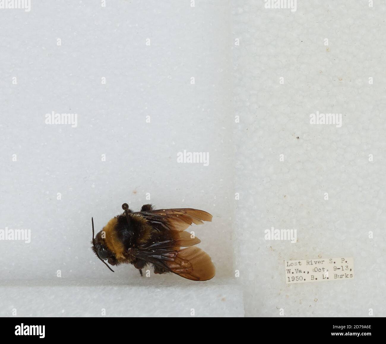 Lost River State Park, Hardy, West Virginia, United States, Bombus sp ...